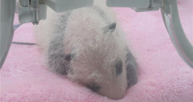 Baby Pandas: Top 10 Surprising Facts You Didn't Know