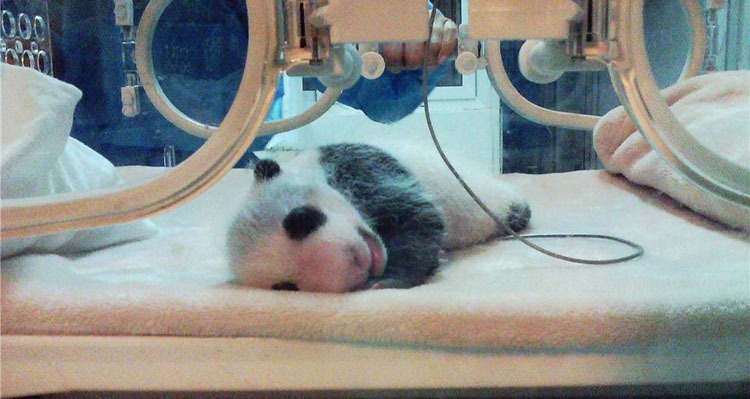 Baby Pandas Top 10 Surprising Facts You Didn t Know baby-pandas-top-10-surprising-facts-you-didn-t-know