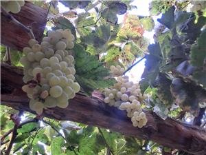 Turpan Grape Valley in Xinjiang Uygur Autonomous Region