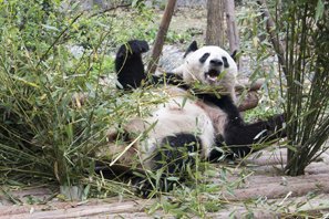 Characteristics and Appearance of China Giant Pandas