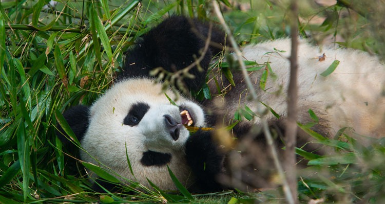 What Do Pandas Eat? And Other Fun Eating Facts