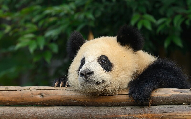 Maps Of Giant Pandas Giant Panda Distribution Map