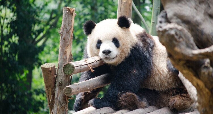 Chengdu Weather in April 2026: the Best Time to Visit