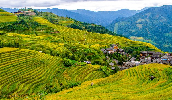 Longsheng's Longji Rice Terraces: Local Expert Travel Tips