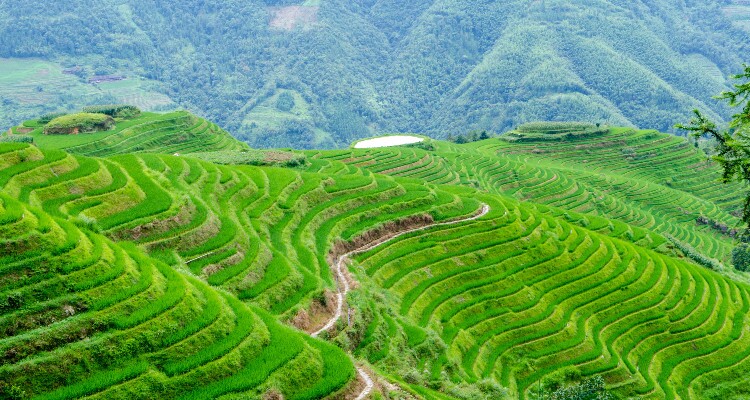 Spring in China: Top Places to Go, Weather, Travel Tips