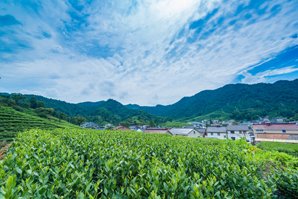 Meijiawu Tea Plantation in West Lake District of Hangzhou