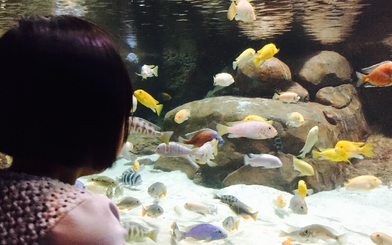China's Top 5 Most Popular Aquariums and Ocean Worlds