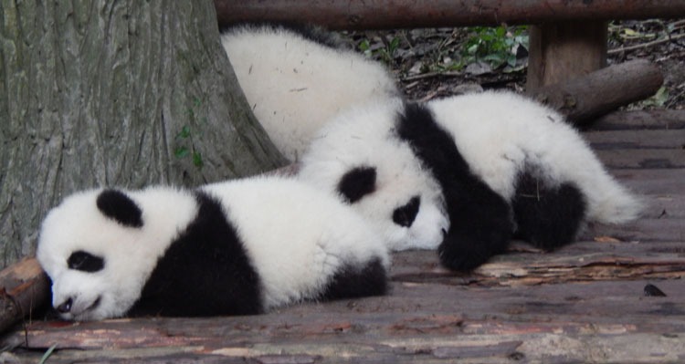 Top 10 Interesting Baby Pandas Facts (Q&As) with Photos