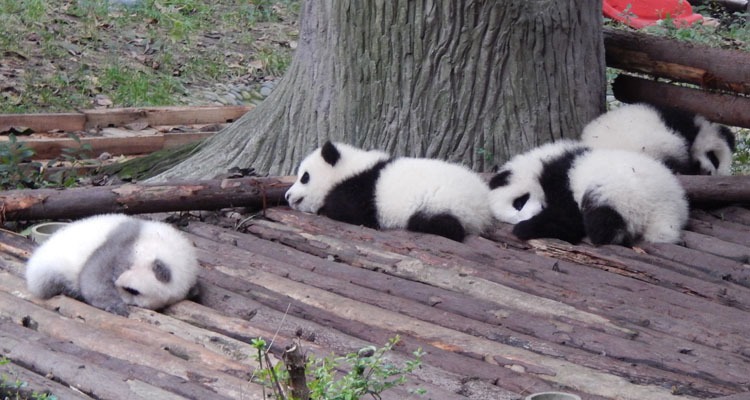 Top 10 Interesting Baby Pandas Facts (Q&As) with Photos