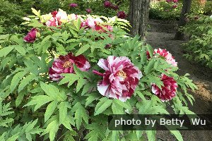 Beijing Weather in April 2024: Weather Tips & Where to Go