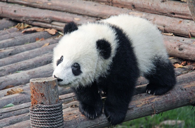 Baby Pandas: Top 10 Surprising Facts You Didn't Know