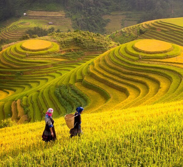 Rice Paddy Terraces An Aerial View Of A Rice Field In China Photo