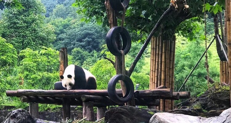 6 Fun and Not Touristy Things to Do in Chengdu