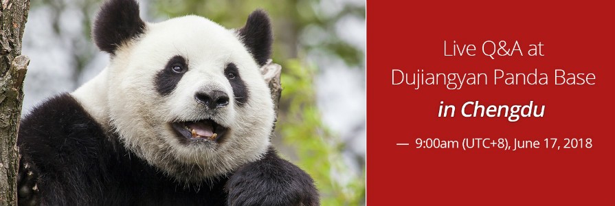 Characteristics and Appearance of China Giant Pandas