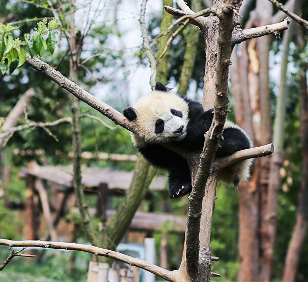 The 'Great Wall' of the State of Yan