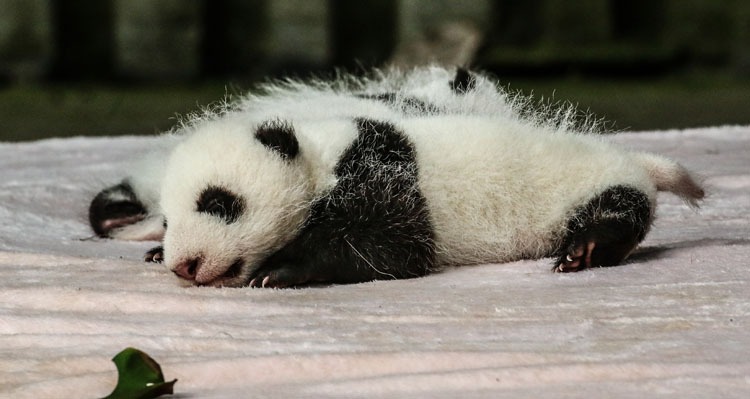 Top 10 Interesting Baby Pandas Facts (Q&As) with Photos