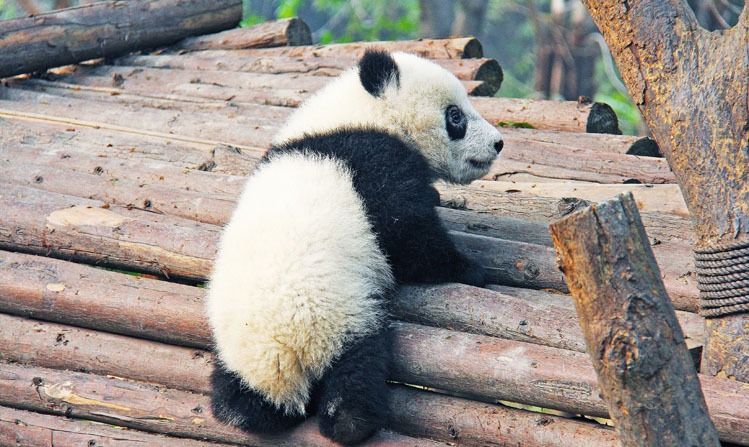 Top 10 Interesting Baby Pandas Facts (Q&As) with Photos