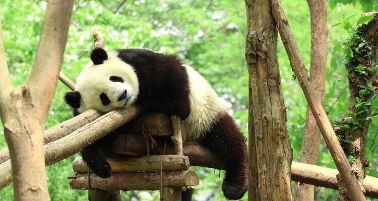 10-Day Golden Triangle and Panda Family Tour