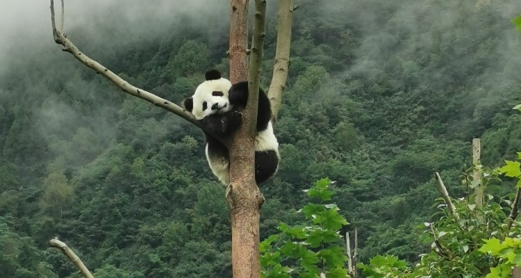 6-day Western Sichuan Tour, an Adventure from Chengdu