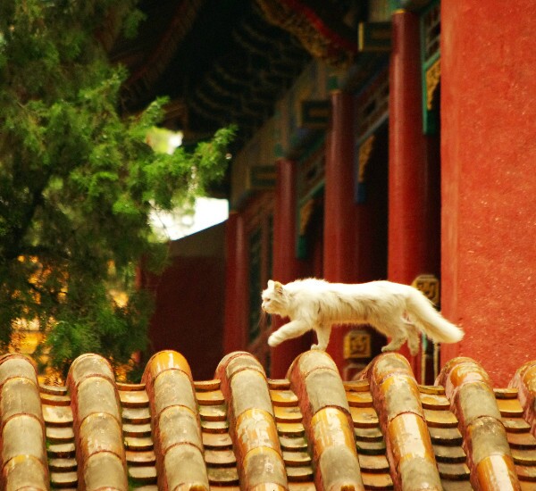 China Museum Tours, Museum Spotlight Experiences