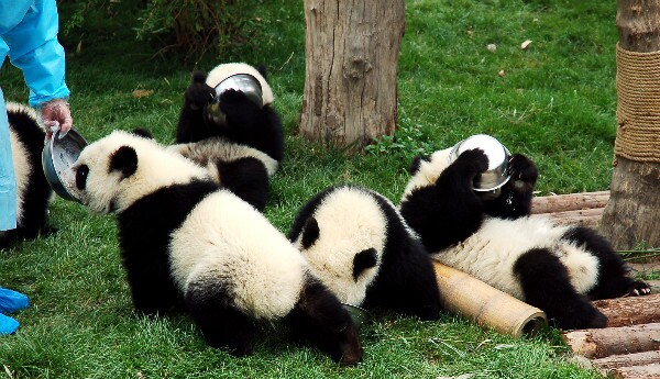 Life Cycle of a Giant Panda from Birth to Death