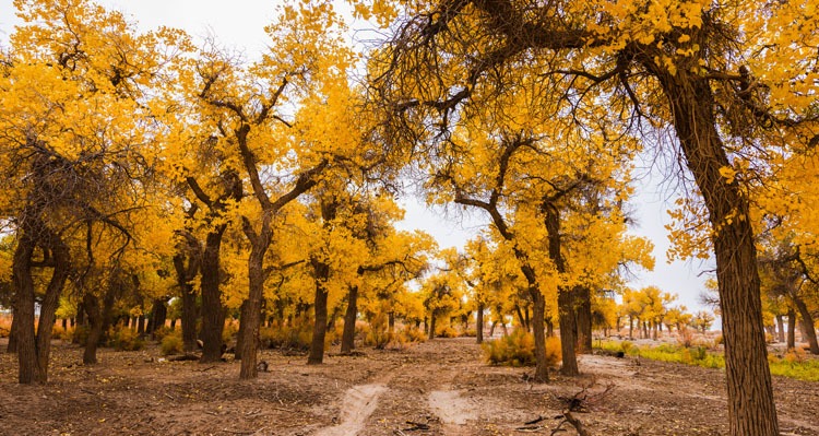 7 Places to Visit in China in Autumn, Fall Destinations