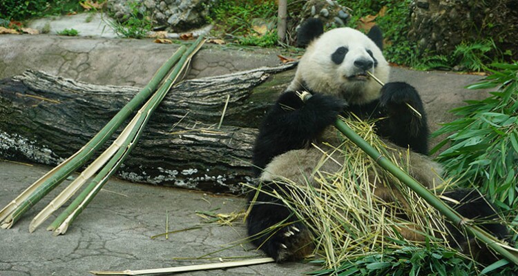 Anji's Bamboo Forests — a Getaway with Trekking and Tea