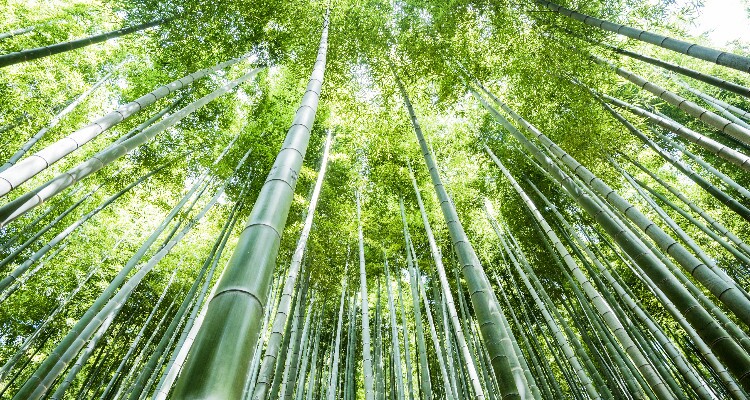 Anji's Bamboo Forests — a Getaway with Trekking and Tea