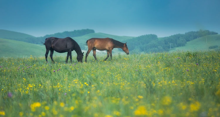 8-Day Xinjiang Tour with Ili River Valley