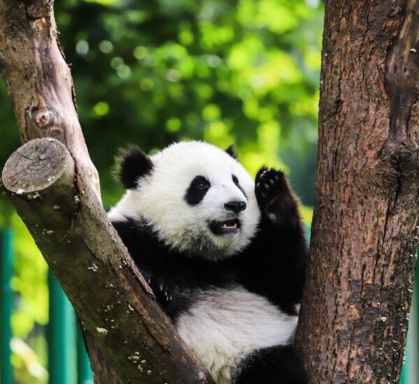 Cute Baby Giant Pandas