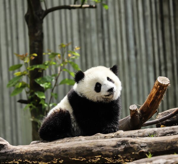 Three Interesting Facts About Pandas For Kids - Infoupdate.org