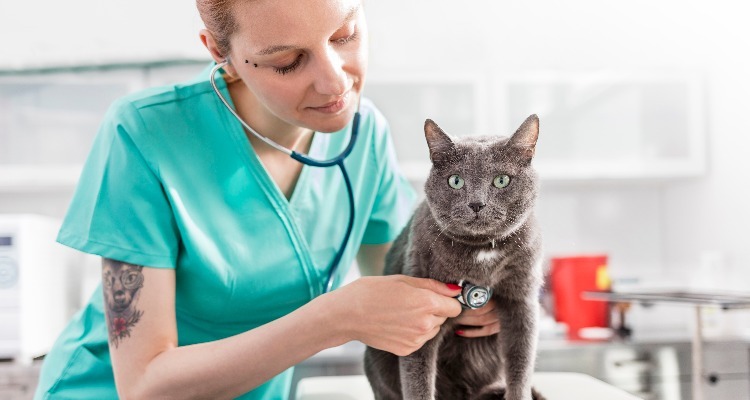 Bringing a Pet to China: An Expat Guide