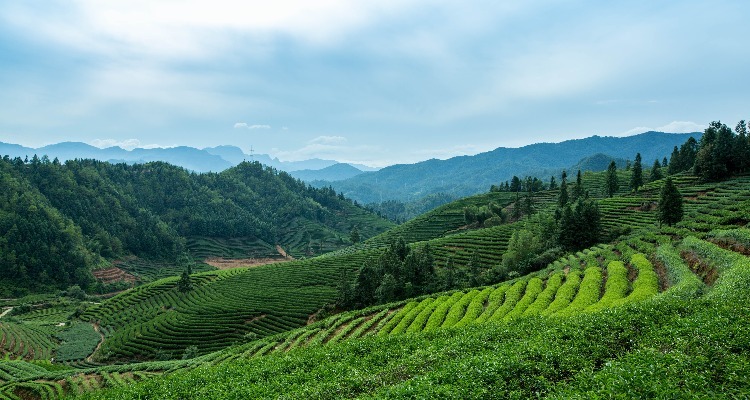 Wuyi Mountains Travel Guide