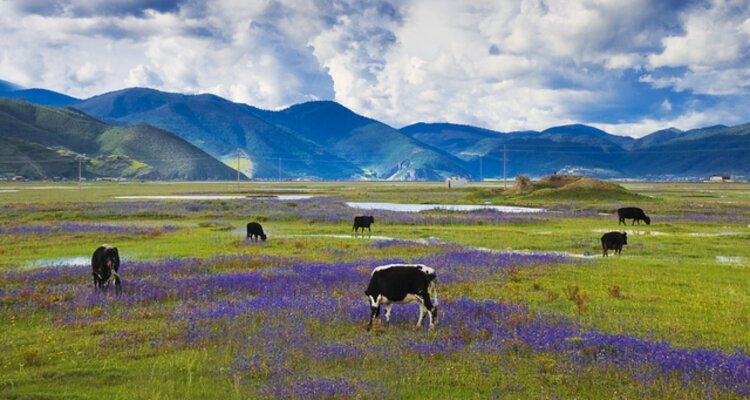 Yunnan Weather in June 2026: Tour and Wear Guide