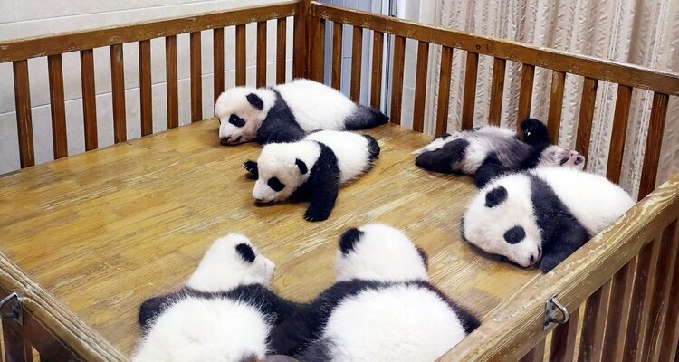 Chengdu Research Base of Giant Panda Breeding