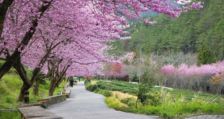 The Best and the Worst Times to Visit Taiwan