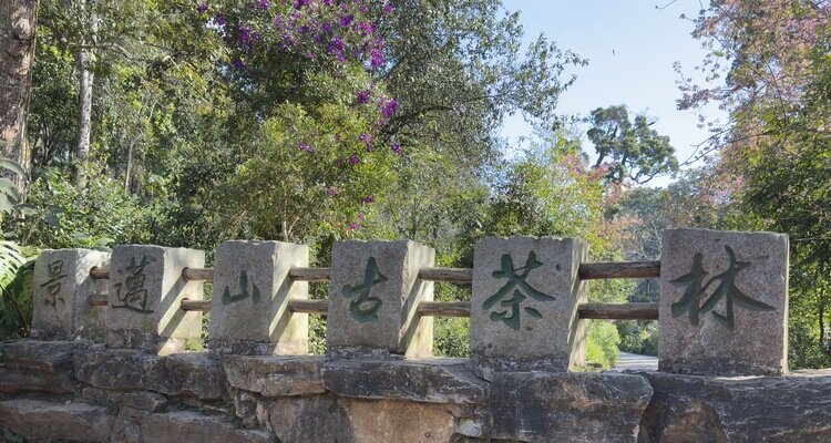 Jingmai Mountain in Yunnan: Ancient Tea Forests Above the Clouds