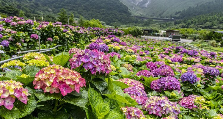 Taiwan Weather in May 2026, Temperature, Festivals, Things to do