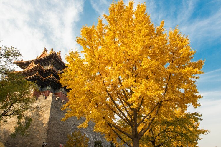 Beijing Weather in October 2025: Weather Tips & Autumn Leaves