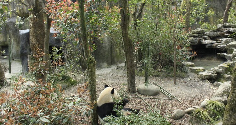 Chengdu Weather in March 2026: Warm with Blossoms