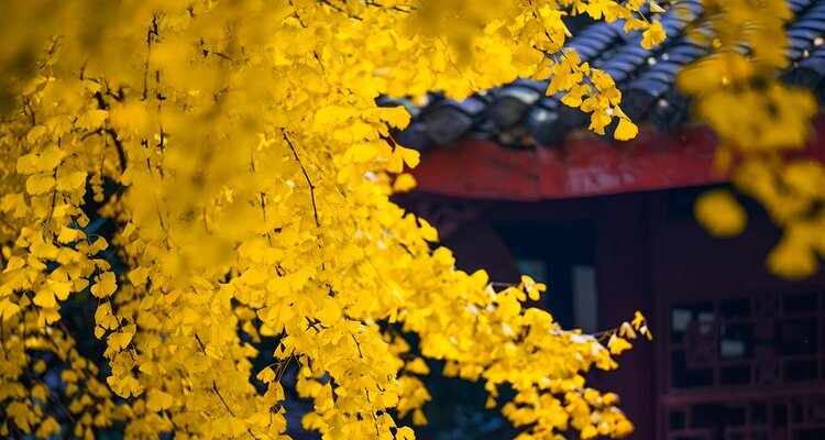 Chengdu Weather in December (5 Best Things to Do)