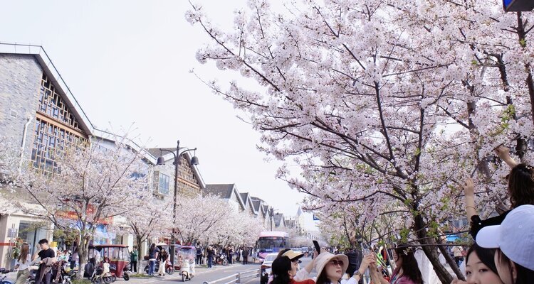 Chengdu Weather in March 2026: Warm with Blossoms