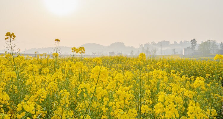 Chengdu Weather in March 2026: Warm with Blossoms