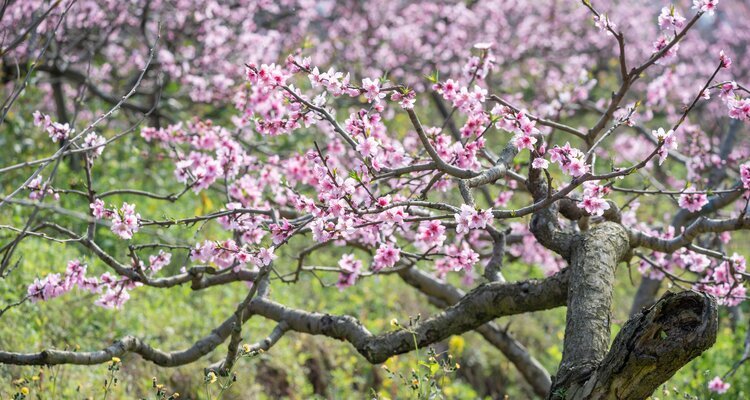 Chengdu Weather in March 2026: Warm with Blossoms