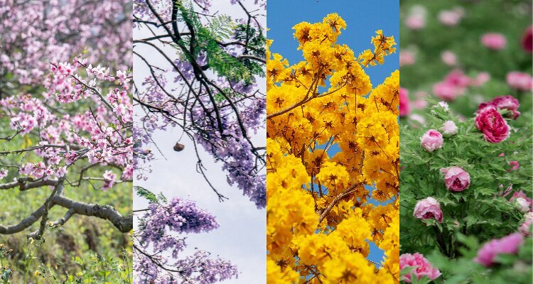 Chengdu Weather in April 2026: the Best Time to Visit