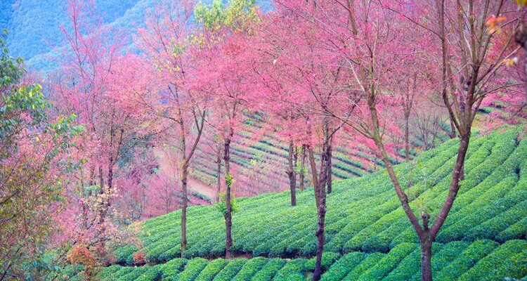 Is December a Good Time to Visit Yunnan (Where to Go)