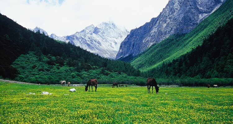 Daocheng Yading Travel Guide - How to Get and Visit