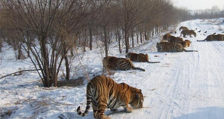 How to Plan a Trip to Harbin and Mohe